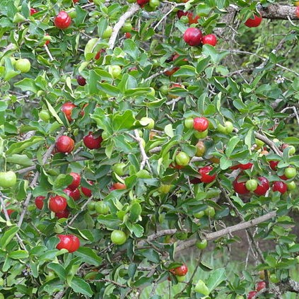 ACEROLA CHERRY – Hortiforum