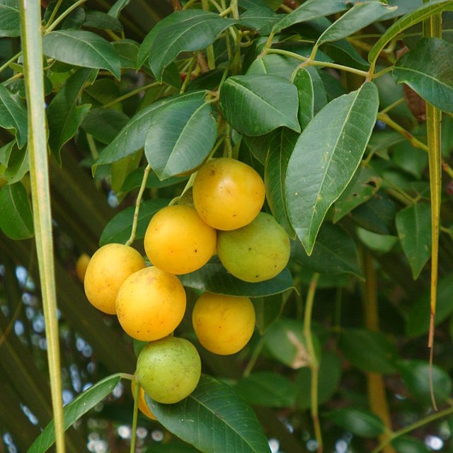 AMBARELLA – Hortiforum