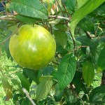 ARACA – Hortiforum