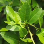 AUSTRALIAN ROUND LIME – Hortiforum