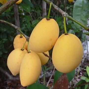 BACUPARI – Hortiforum