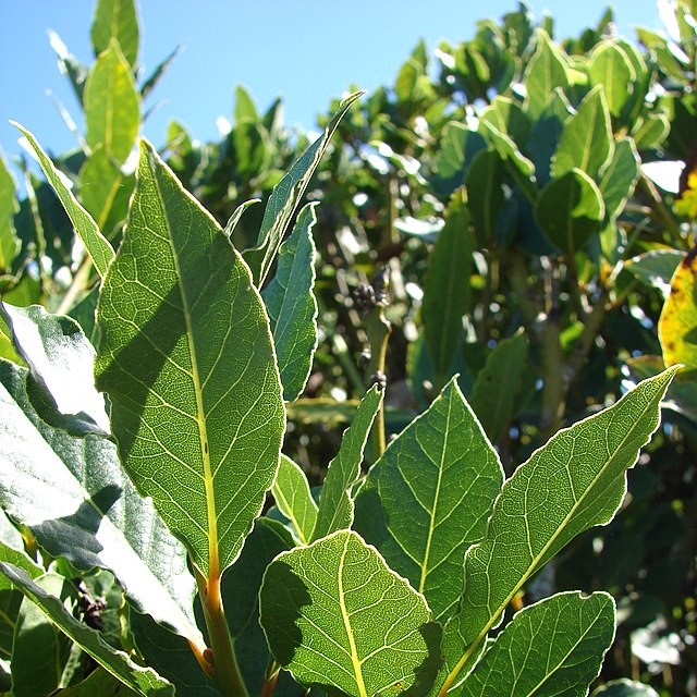 BAY TREE – Hortiforum