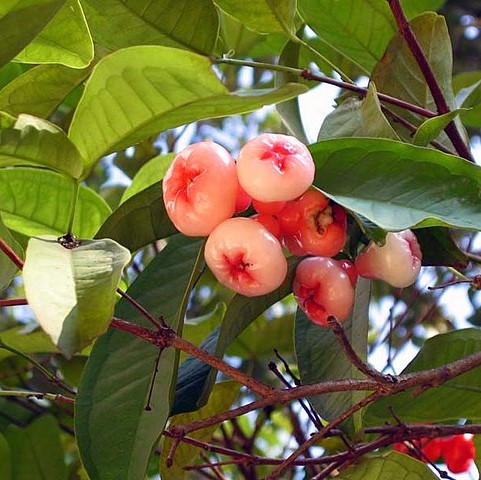 BELL APPLE – Hortiforum