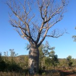 BOAB – Hortiforum