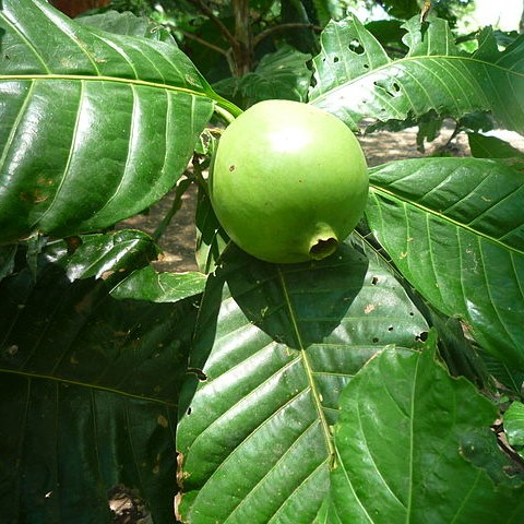 BOROJO – Hortiforum