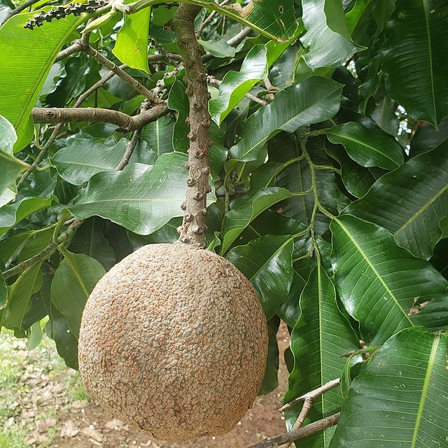 BRAZIL NUT – Hortiforum