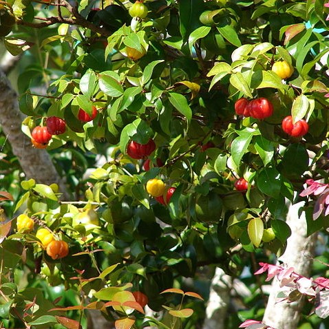 Brazilian Fruit Trees