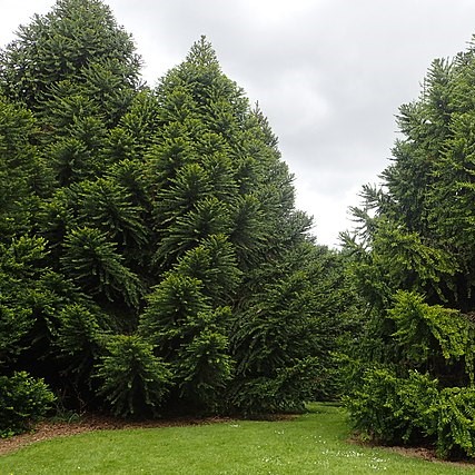 BUNYA NUT – Hortiforum