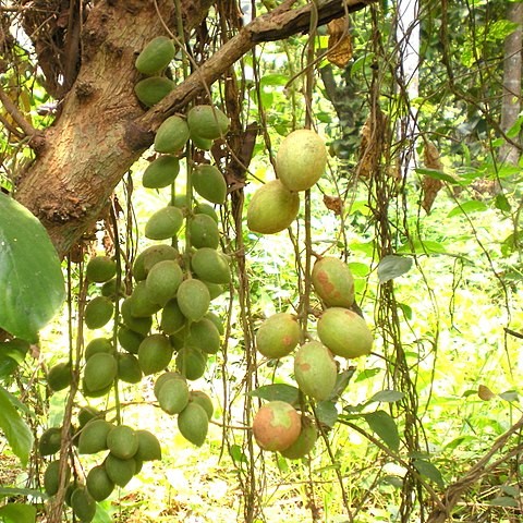 BURMESE GRAPE – Hortiforum