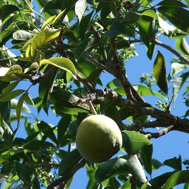 CASIMIROA – Hortiforum