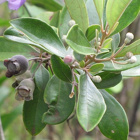 CEYLON HILL GOOSEBERRY – Hortiforum