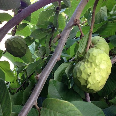 CHERIMOYA – Hortiforum