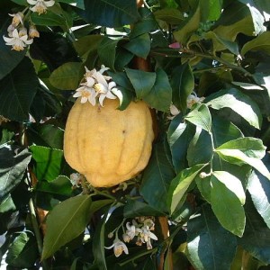 CITRON – Hortiforum