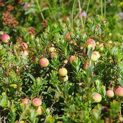 CRANBERRY – Hortiforum
