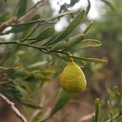 DESERT LIME – Hortiforum