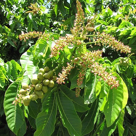 FIJIAN LONGAN – Hortiforum