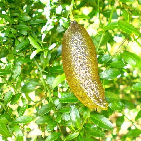 FINGER LIME – Hortiforum