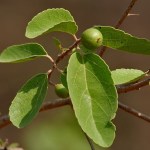 GOVERNOR’S PLUM – Hortiforum