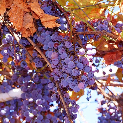 GRAPE – FOX – Hortiforum