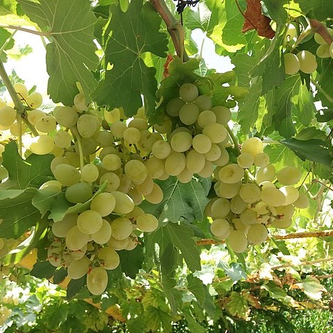 GRAPE – Hortiforum