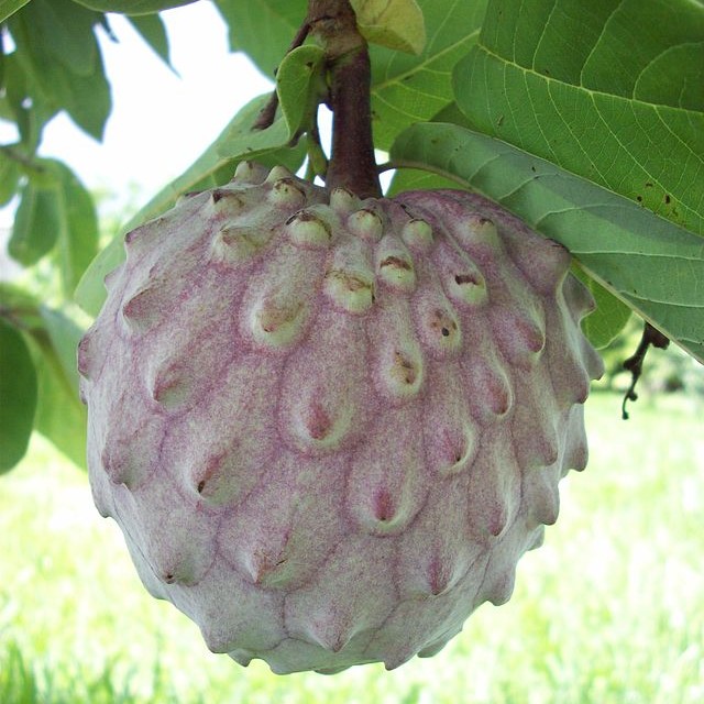 ILAMA – Hortiforum