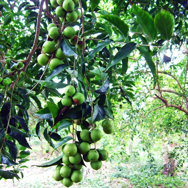 INDIAN COFFEE PLUM – Hortiforum