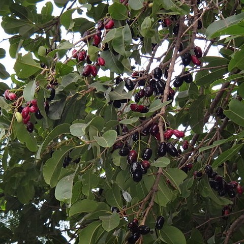 JAMBOLAN PLUM – Hortiforum