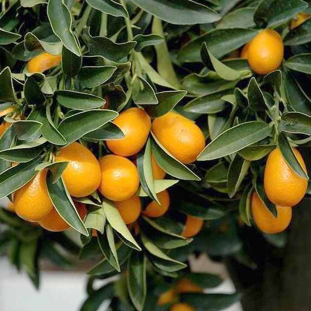 KUMQUAT – Hortiforum