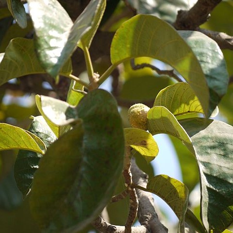 LAKOOCHA – Hortiforum