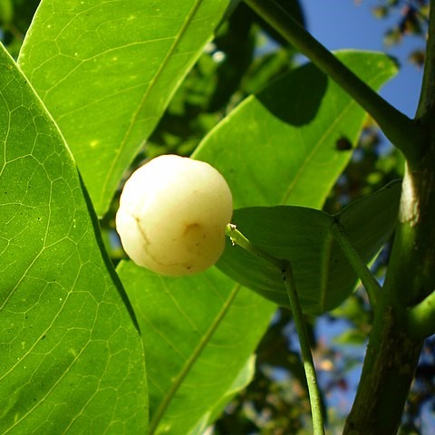 LEMON ASPEN – Hortiforum