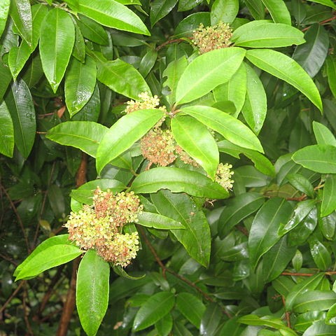 LEMON MYRTLE – Hortiforum
