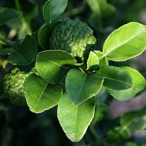 LIME – KAFFIR – Hortiforum