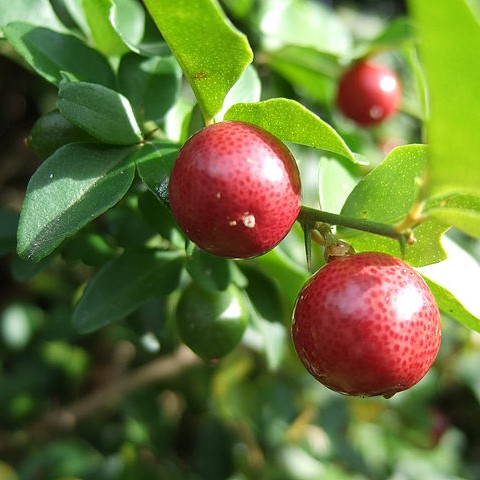 LIMEBERRY – Hortiforum