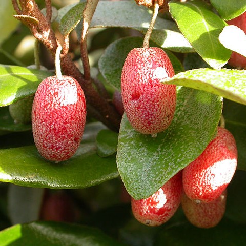 LINGARO – Hortiforum