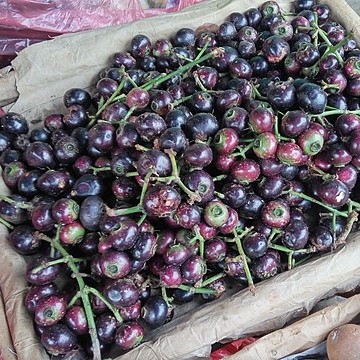 LIPOTE – Hortiforum