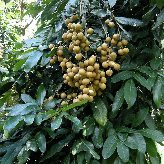 LONGAN – Hortiforum