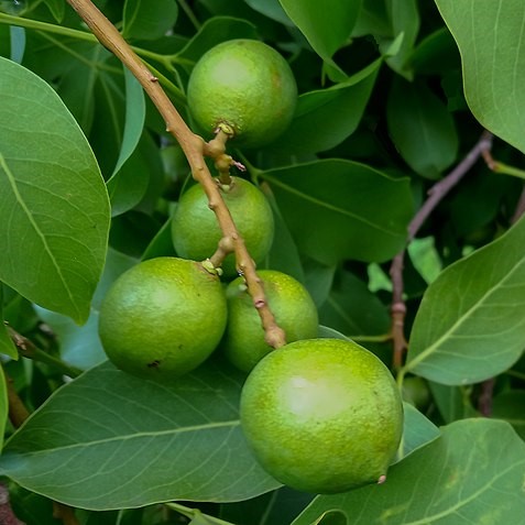 MAMONCILLO – Hortiforum