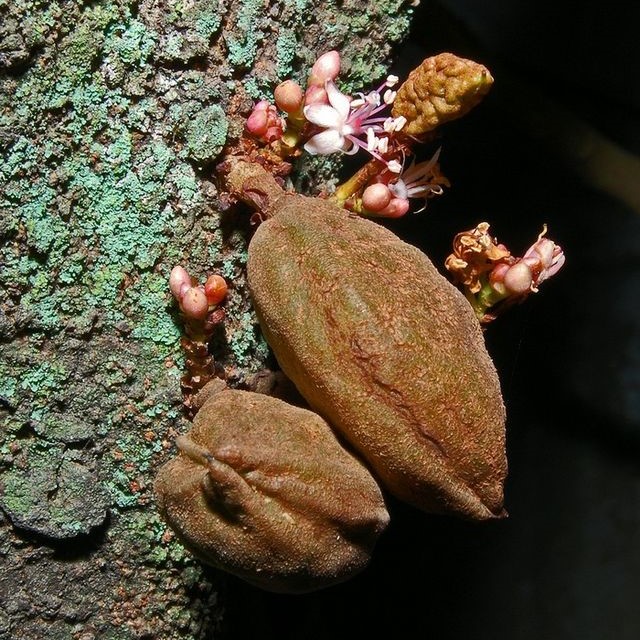 NAM NAM – Hortiforum