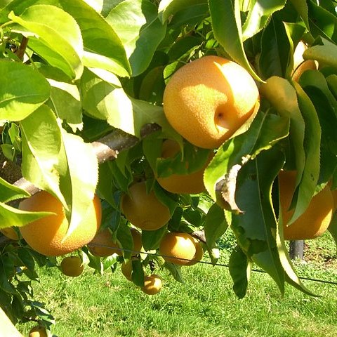 NASHI PEAR – Hortiforum