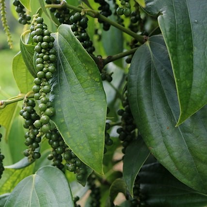 PEPPER – Hortiforum