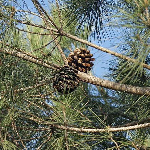 PINE NUT – Hortiforum