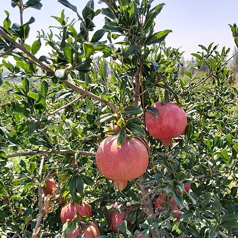 POMEGRANATE – Hortiforum