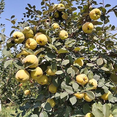 QUINCE – Hortiforum