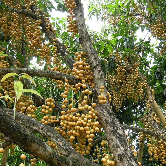 RAMBAI – Hortiforum
