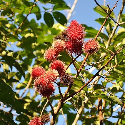 RAMBUTAN – Hortiforum