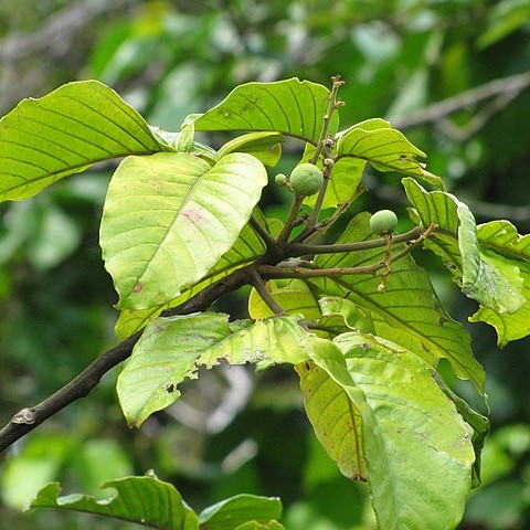 SANTOL – Hortiforum