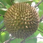 SONCOYA – Hortiforum