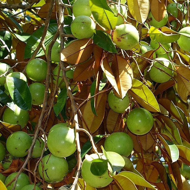 STAR APPLE – Hortiforum