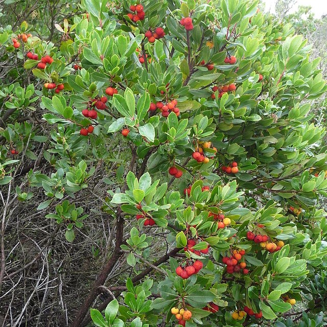 STRAWBERRY TREE – Hortiforum