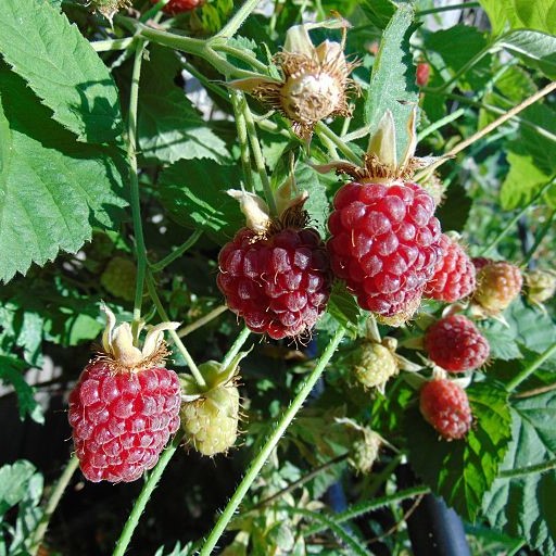 YOUNGBERRY – Hortiforum